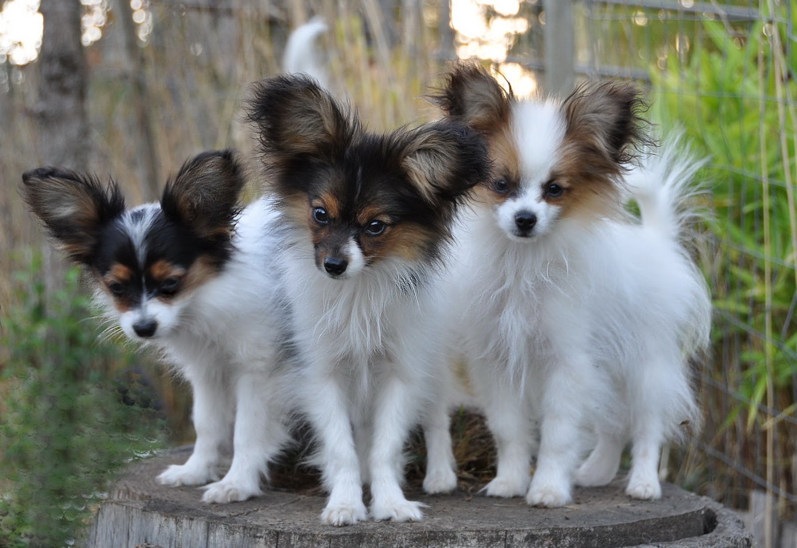 Road's End Papillons : Road's End Previous Papillon & Phalene Puppies (3)