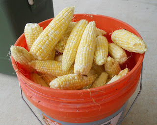Georgia Home Garden: Corn Harvest - Peaches and Cream