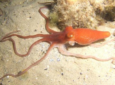 Marine Life: Octopus Kaurna or Southern Sand Octopus