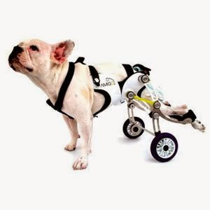 Orthomascotas: La hernia discal, o enfermedad de disco intervertebral (II)