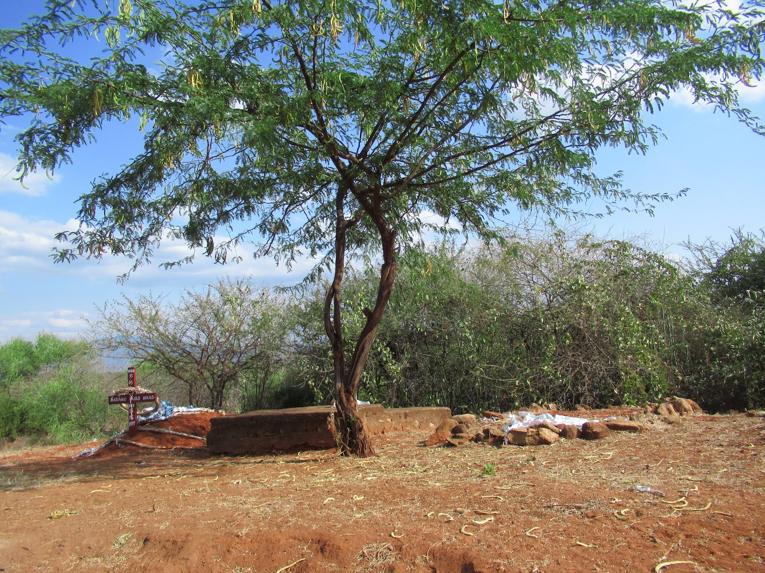 ngirilover: The Baobab Forest in Himo Tanzania