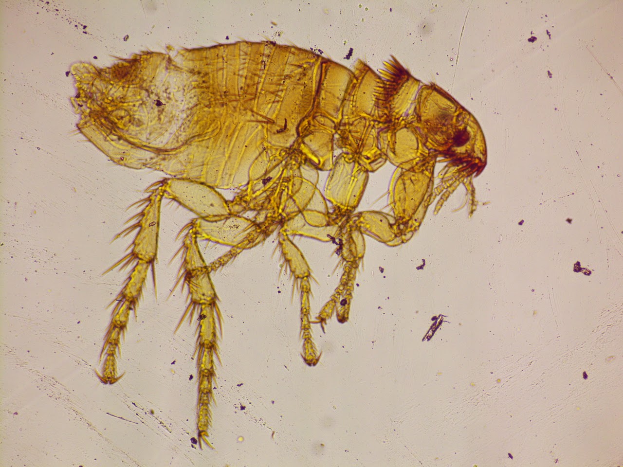 Gino Montoya Arauco - Dermatologia Veterinaria Perú: Las pulgas