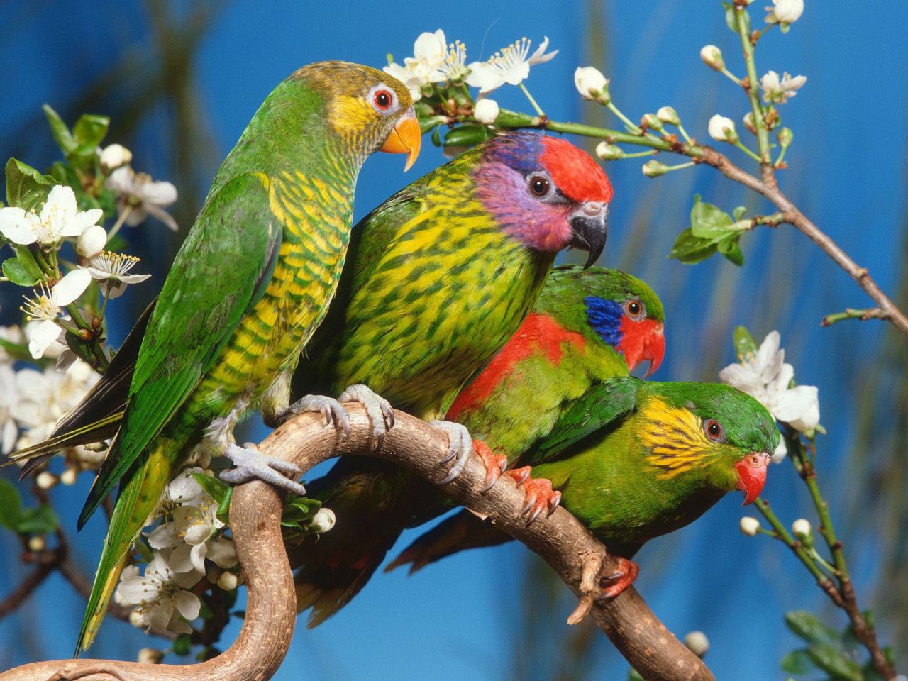 Beautiful Colorful Cute Birds | Okay Wallpaper