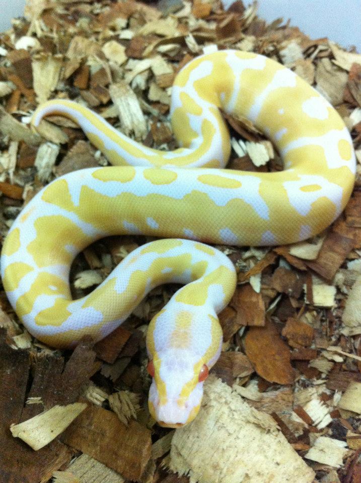 Mindanao Pet Masters: Selling Albino Ball Python