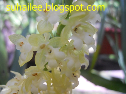 orkid liar : orkid liar / hutan dan kacukan