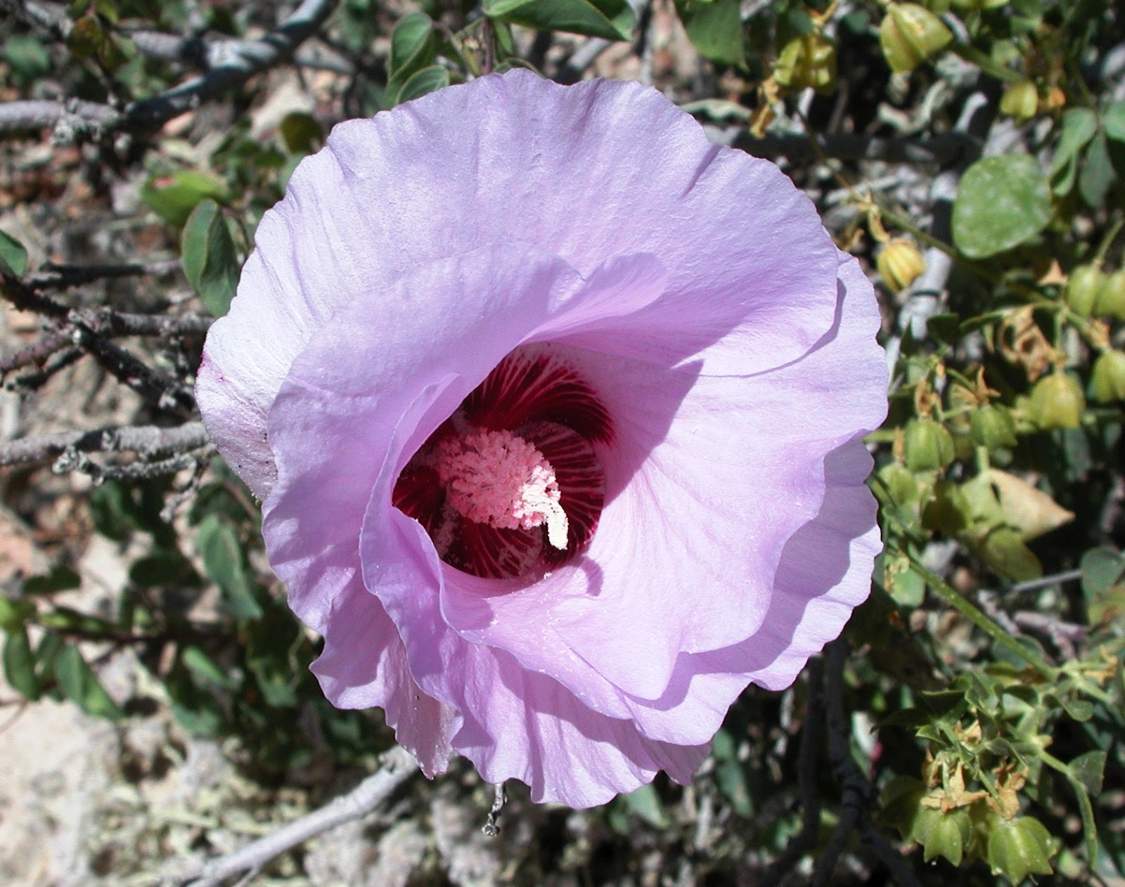 HD WALLPAPERS: Desert Rose