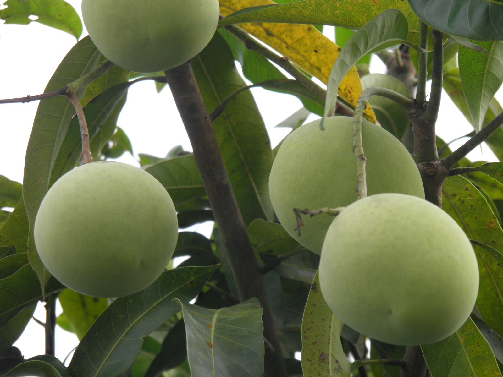 Nazarku: Mempelam Epal Balik Pulau