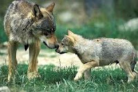 Naturaleza: Lobos ibéricos