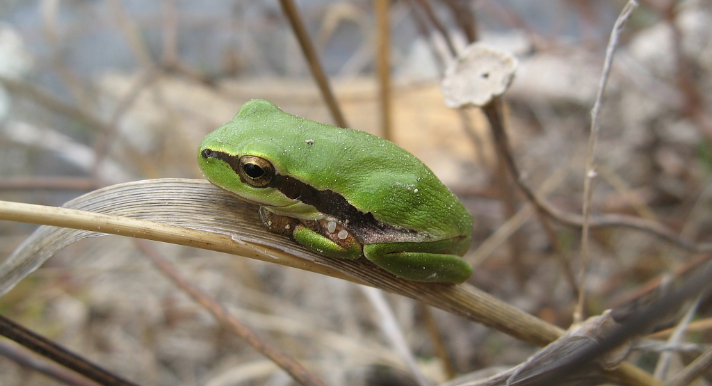 Wild Menorca: Amphibians and Reptiles