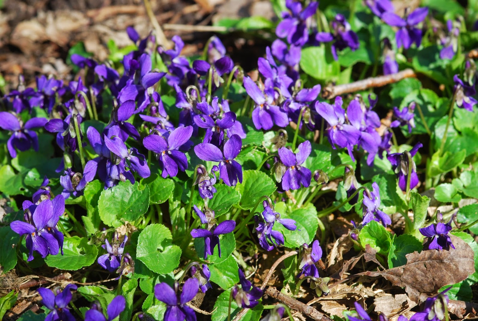 Die Pflanzenwelt von Düsseldorf-Holthausen und angrenzenden Gebieten ...