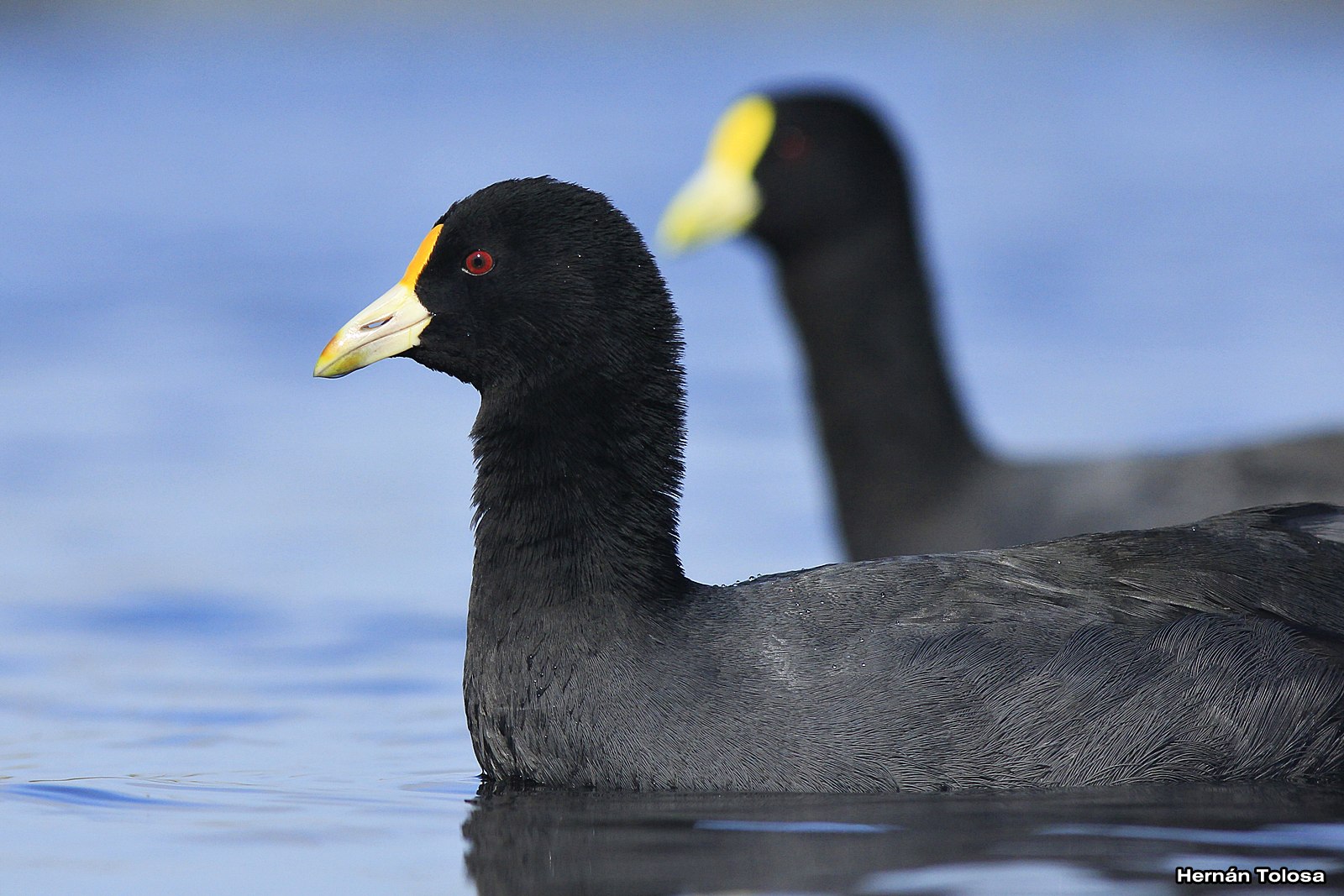 Aves de Argentina: Gallaretas