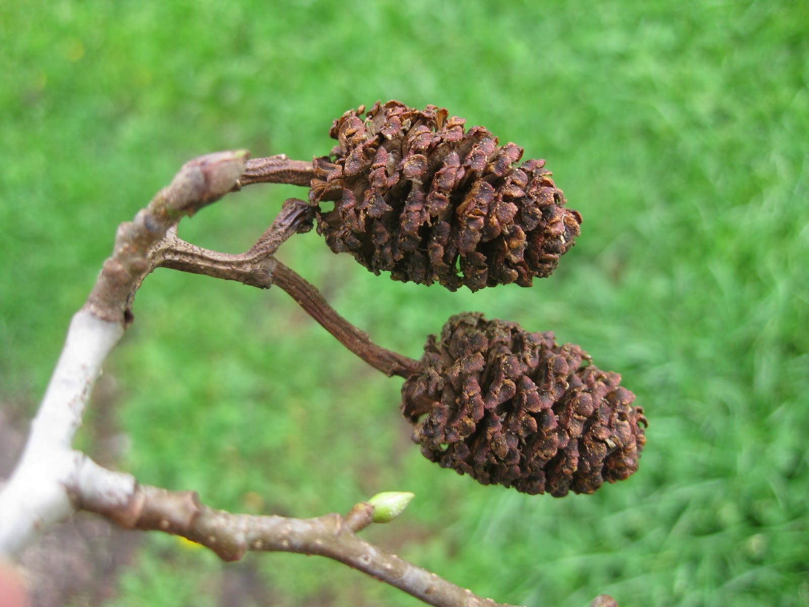 Trees of Santa Cruz County: Alnus cordata - Italian Alder