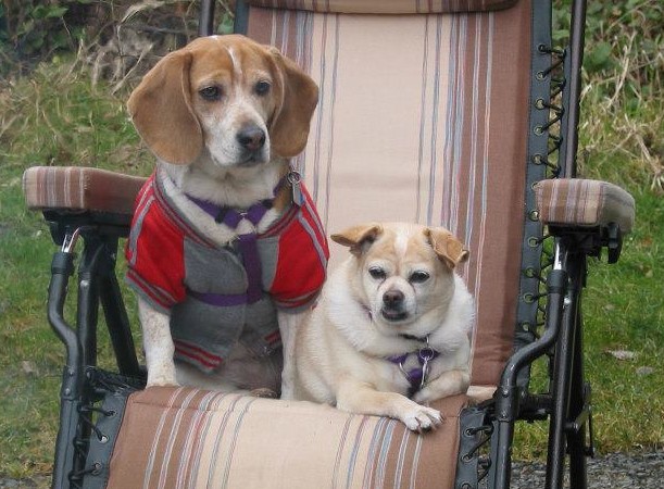 Durango Texas: Sammy Lu & Rosie The Rat Dog Together Again In Doggie Heaven