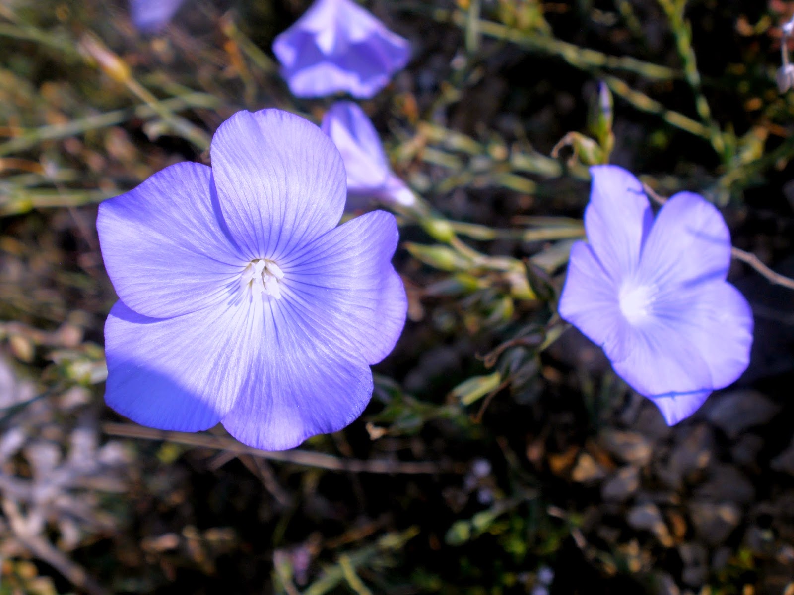 Barahona-Noticias: Flores de primavera en Baraona.