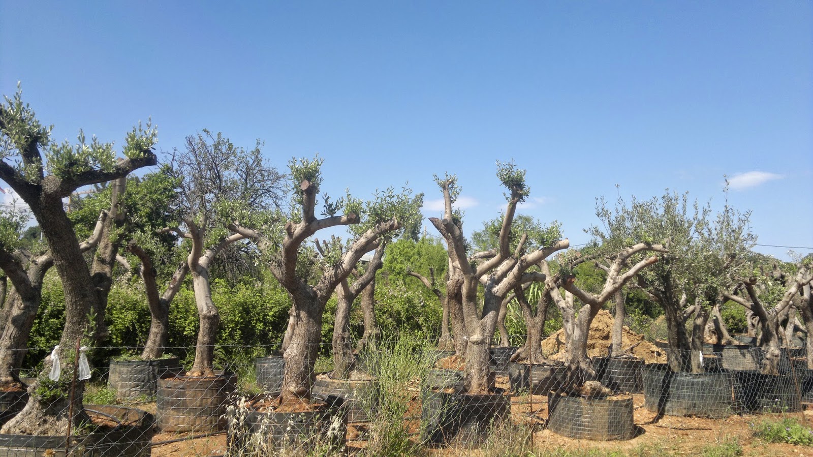 ΦΥΤΩΡΙΑ ΔΕΛΤΑ NURSERIES DELTA TREES LTD: ΕΚΑΤΟΝΤΑΔΕΣ ΕΛΙΕΣ ΣΤΑ ΦΥΤΩΡΙΑ ...