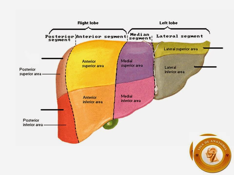 Lobo Caudado Do Figado - RETOEDU