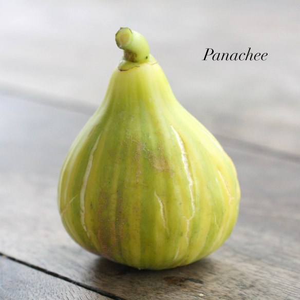 Panachee Fig - Var Tin