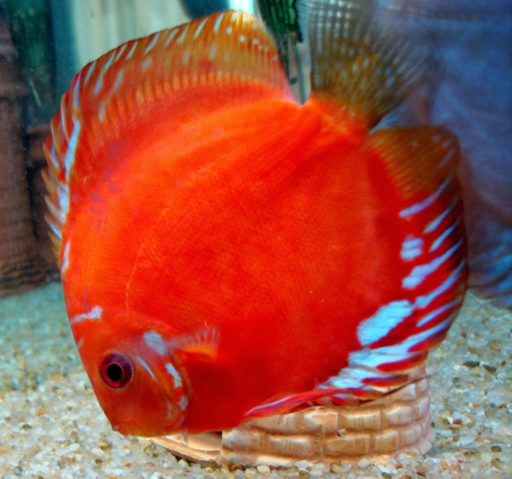 O Mundo Fabuloso Dos Animais: Acará-Disco