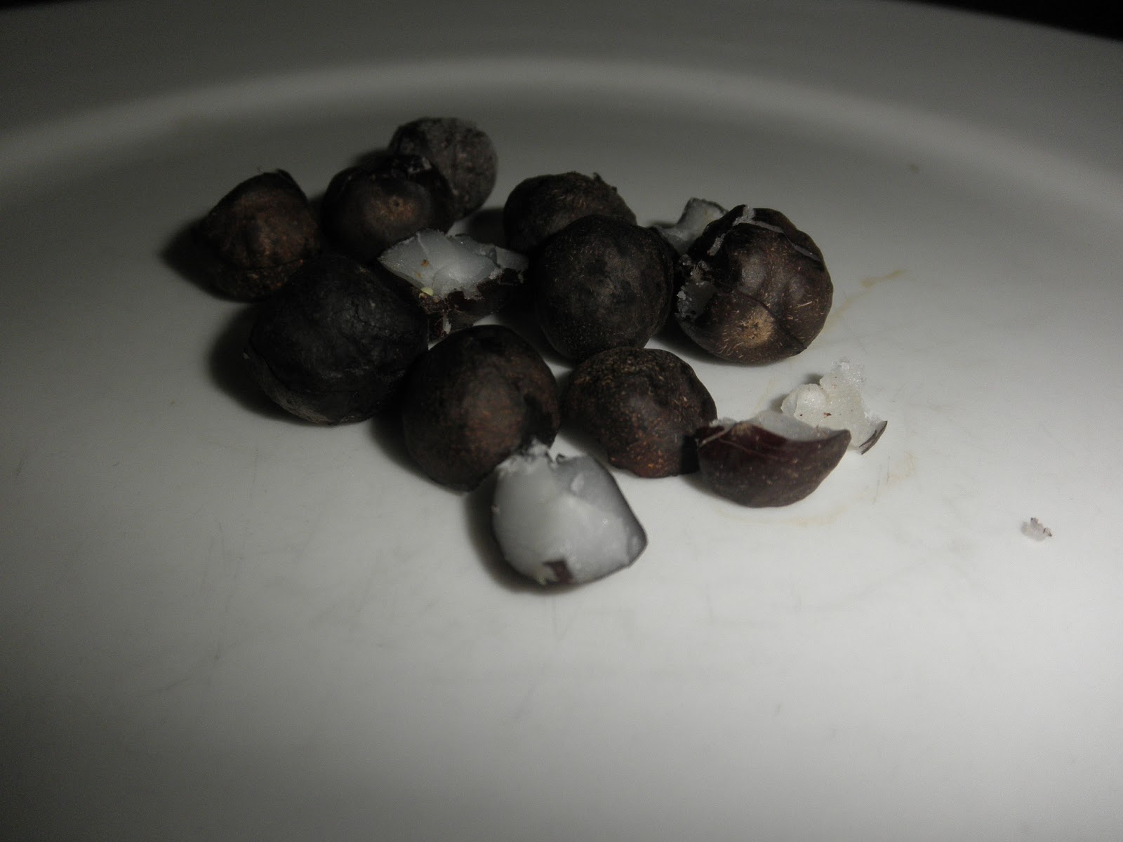 De la tierra colorada: Mbocayá (o nuez del paraguay)