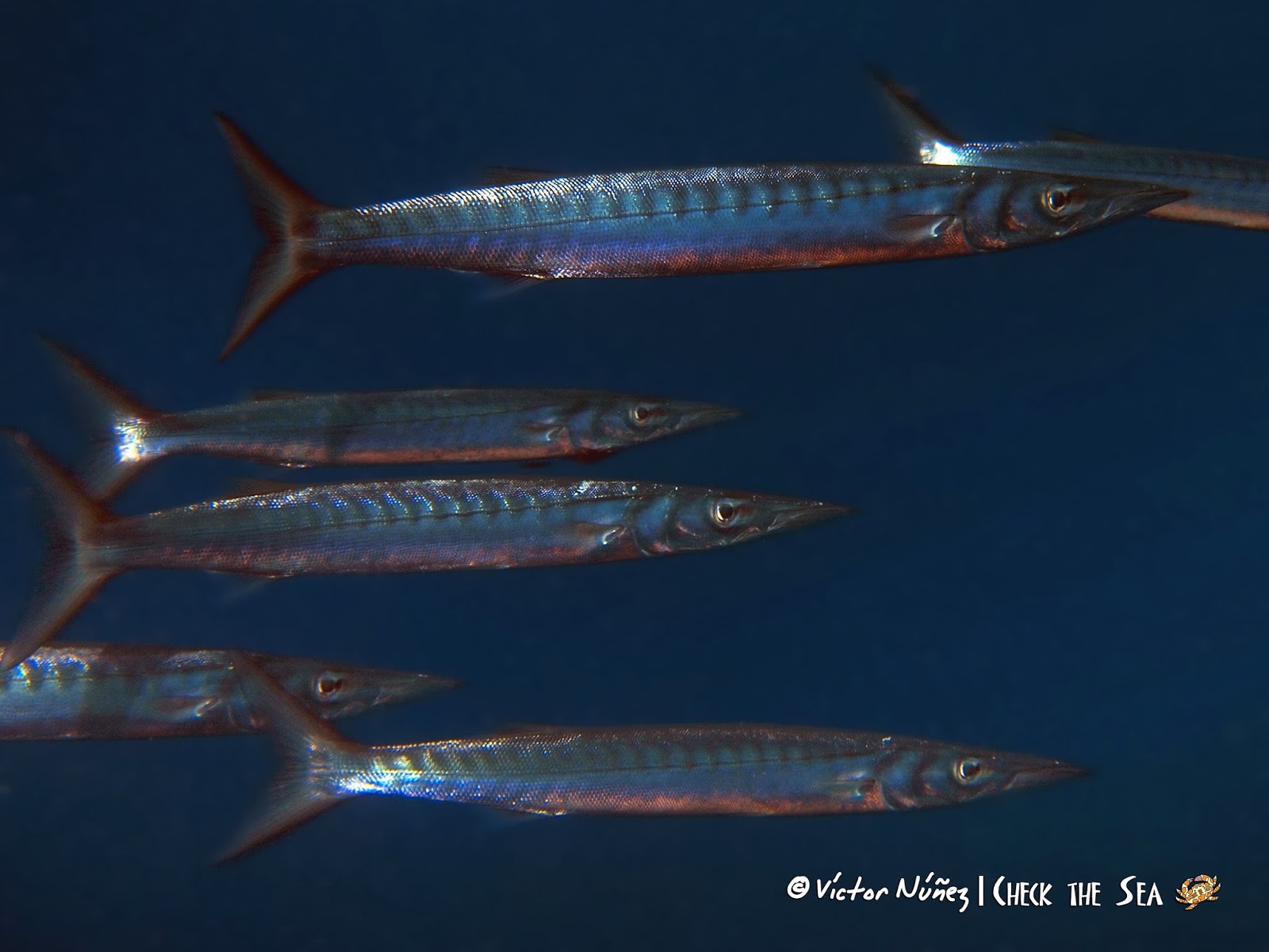 Check the Sea. Web de buceo y fotografía submarina de las Islas ...