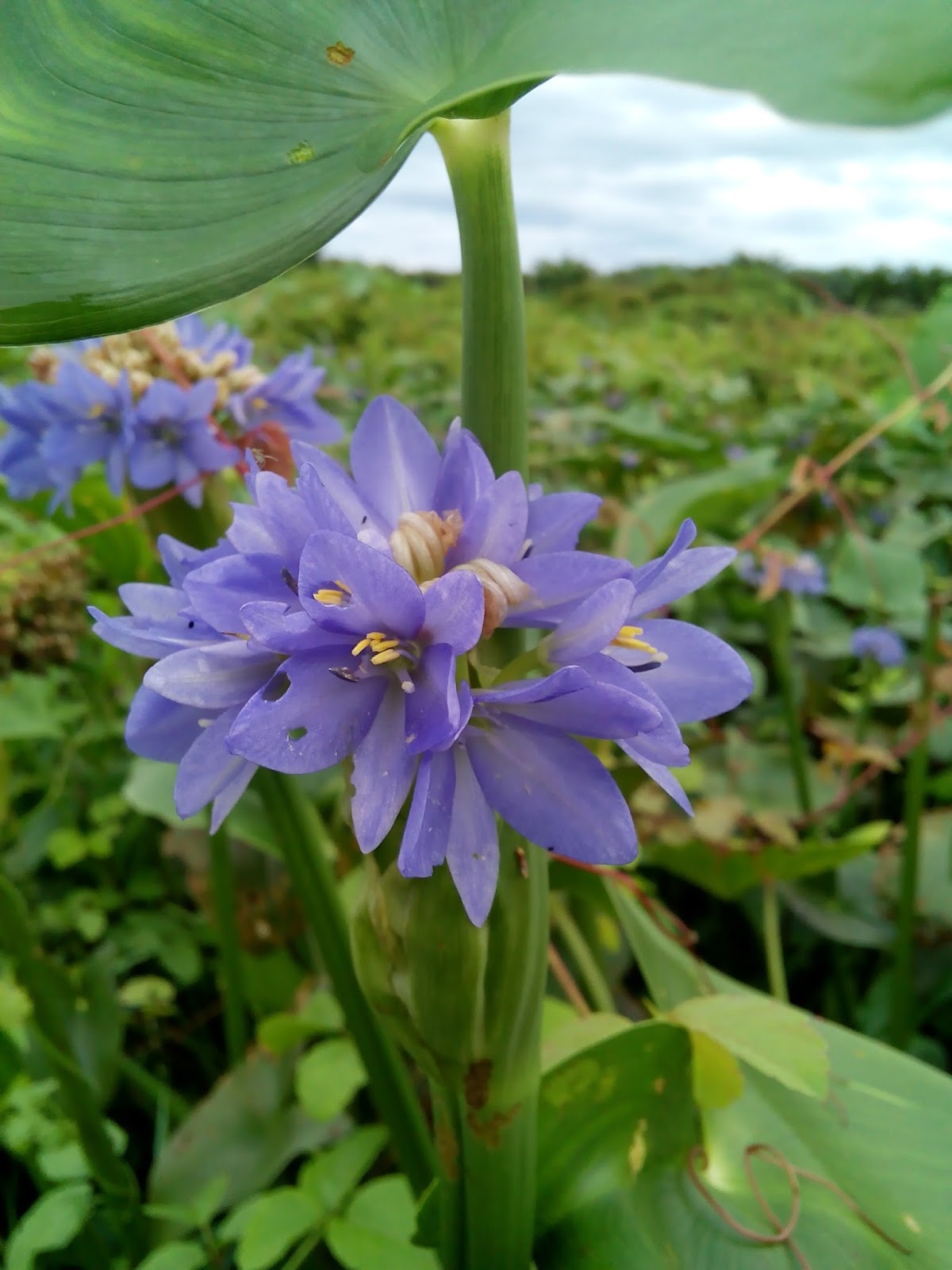 48+ Gambar Bunga Pandan Berduri Populer - Informasi Seputar Tanaman Hias