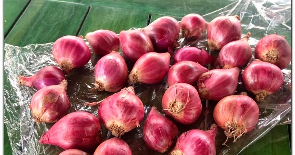 Cara Menanam Bawang Merah Dengan Sistem Hidroponik | -Petani TOP-