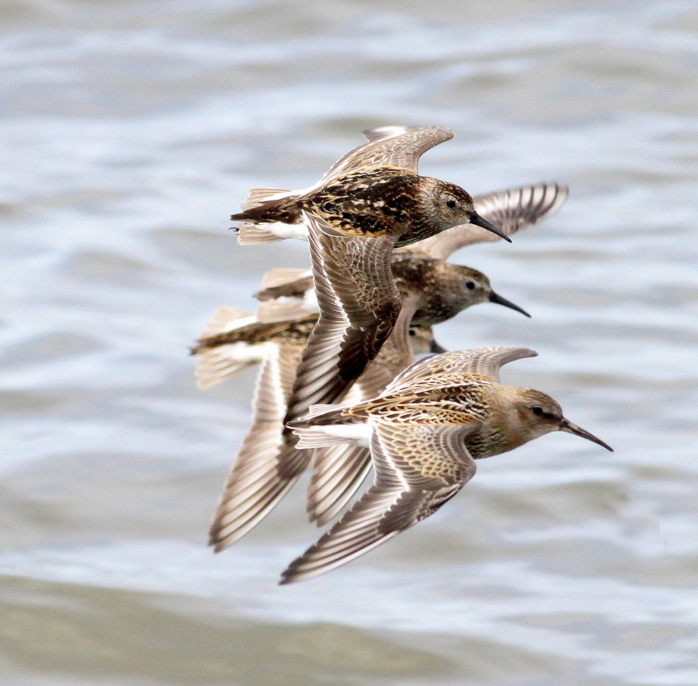 Another Bird Blog: Just Dunlin