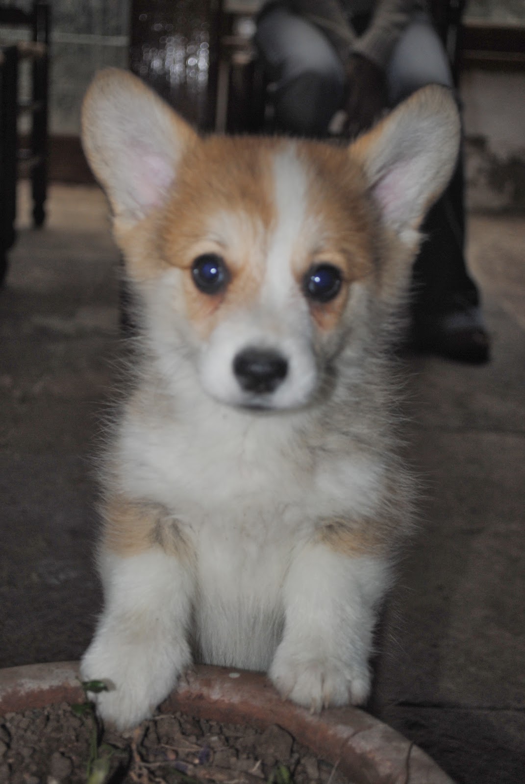 Pembroke Welsh Corgi Mexico: Welsh Corgi Pembroke Cachorros
