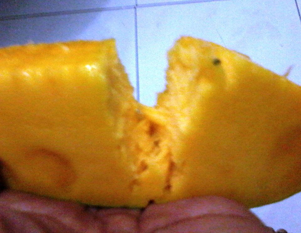 Bibit Buah Mangga Mahathir | Kebun Bibit Buah Bibit Buah Mangga Mahathir | Kebun Bibit Buah