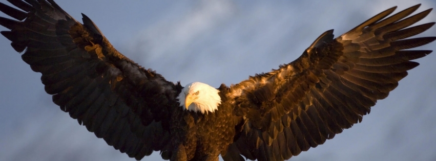 Eagle Facebook Covers - Học tiếng nhật, java và mọi thứ