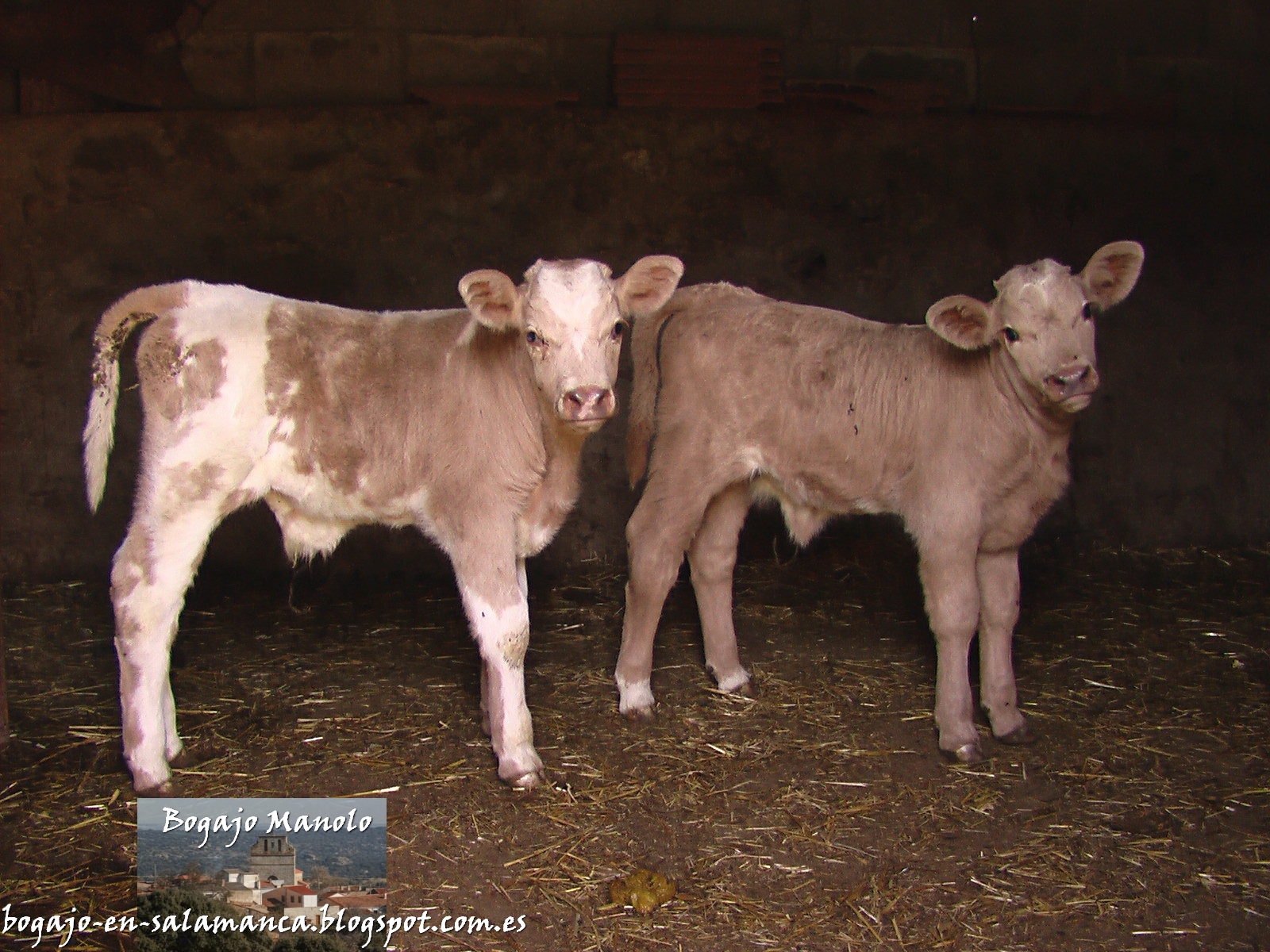 BOGAJO Salamanca: Crías de animales domésticos terneros buche y corderos
