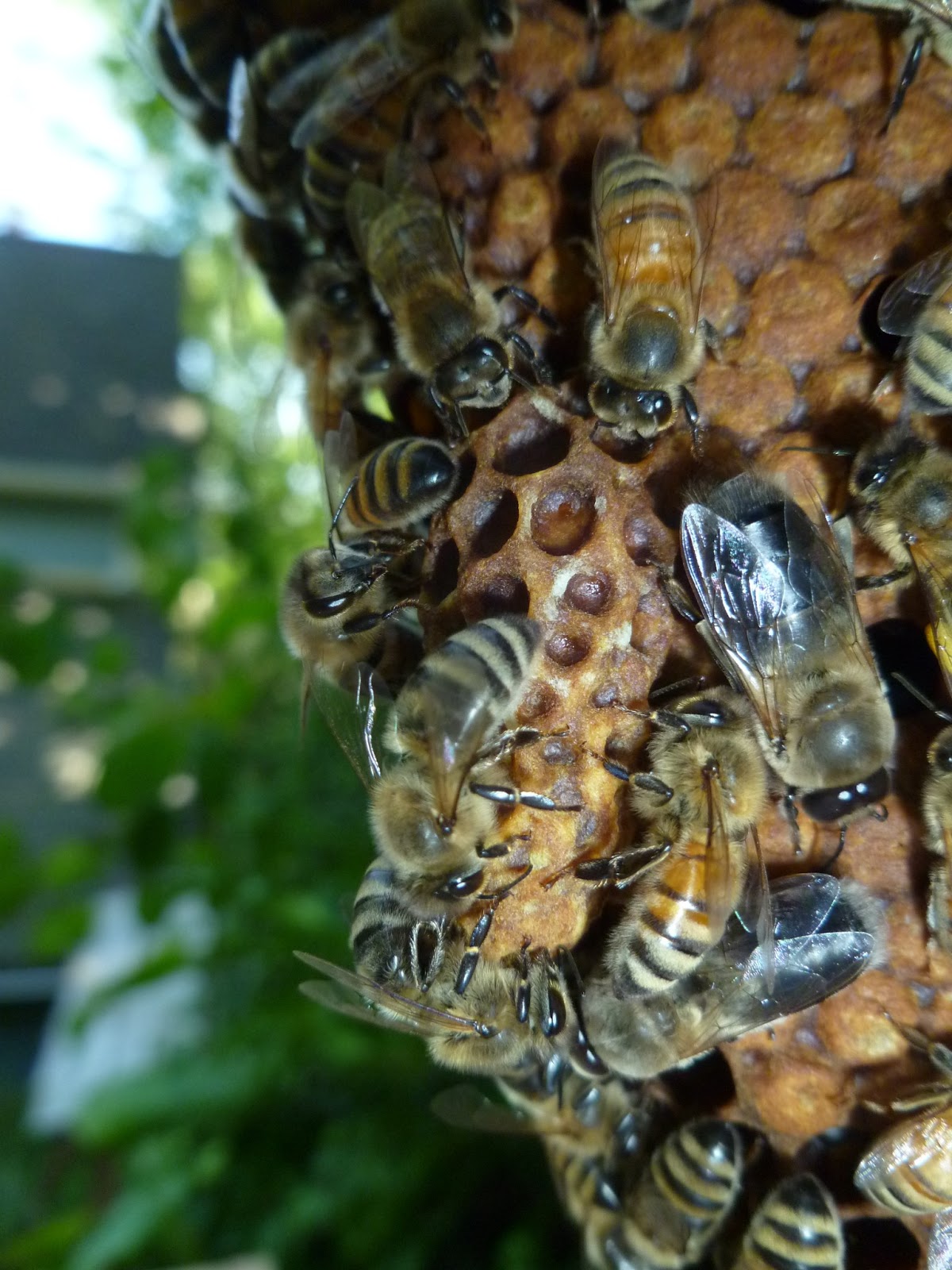 Queen Anne Bees: Supersedure Queens and Swarms
