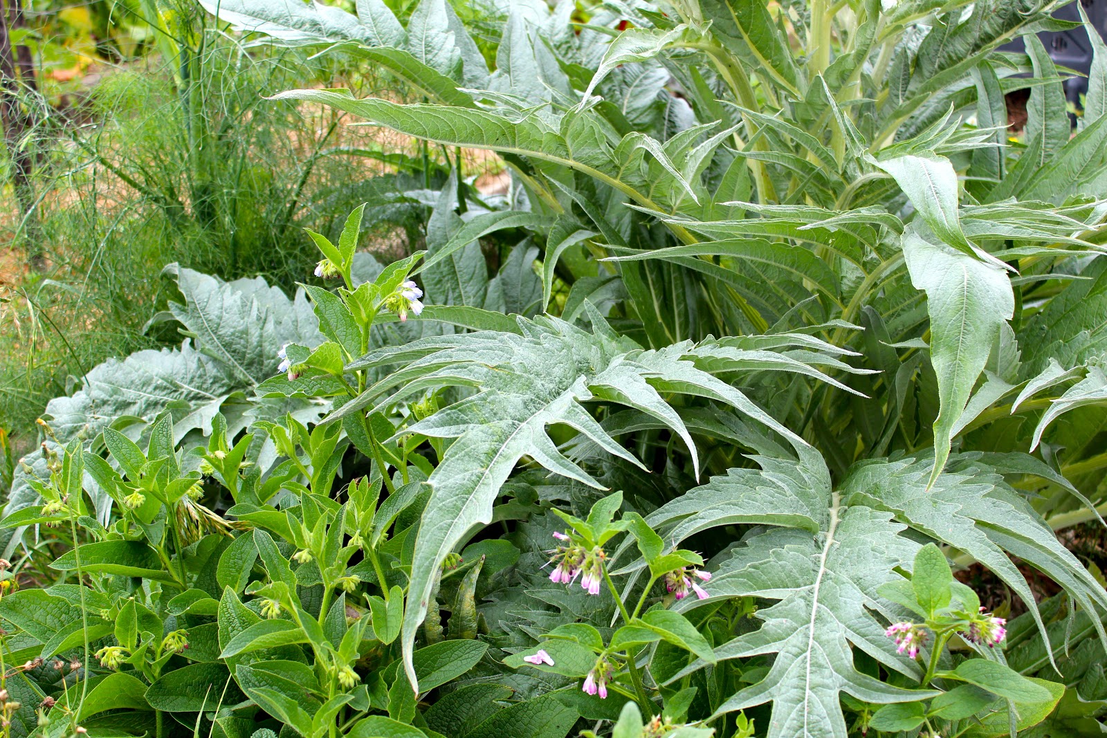 Florez Nursery: Cardoon, Cynara cardunculus