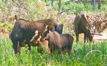 Audrey Finch: Northern Exposure Moose Moment