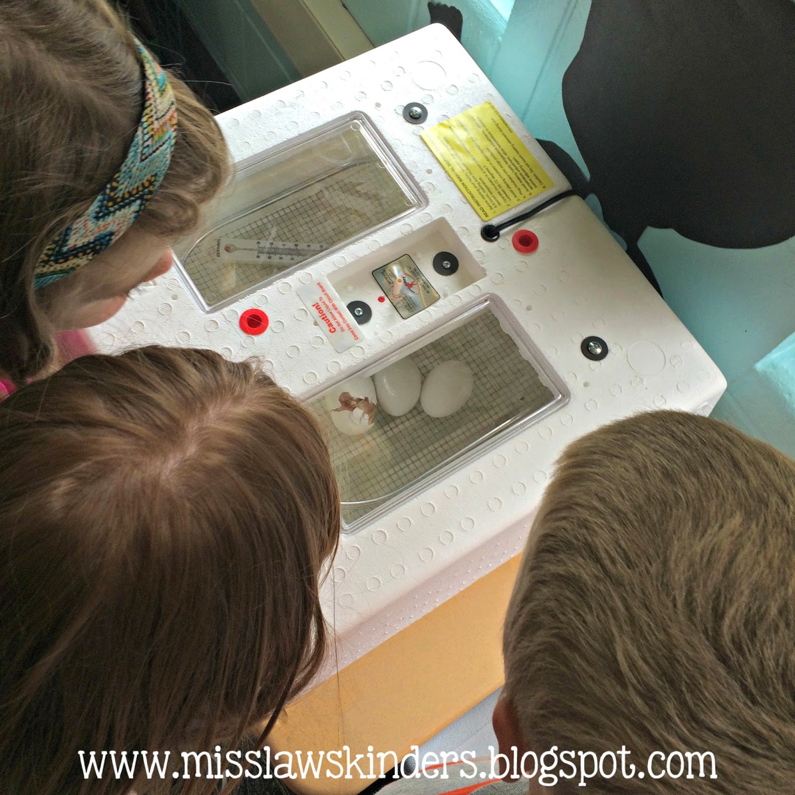 Miss Law's Kinders: Oviparous Animal Life Cycles-{Day 3: All About Chicks}