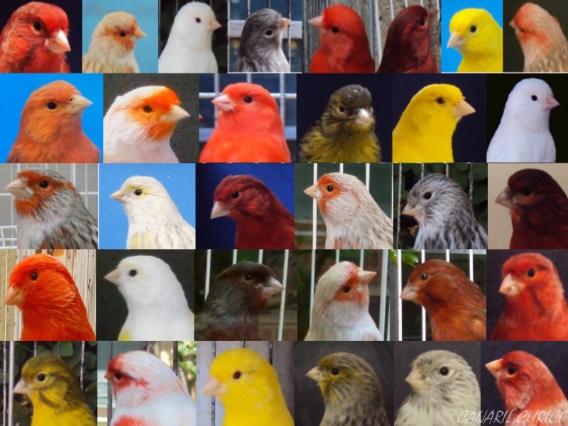 Canaril Curico - Canário de Cor: Canários à Venda