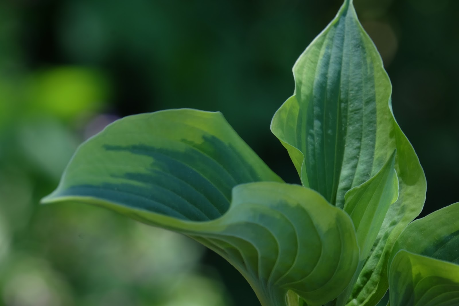Hosta - Funkie - Meine Funkiensammlung und mein Garten.: Hostas