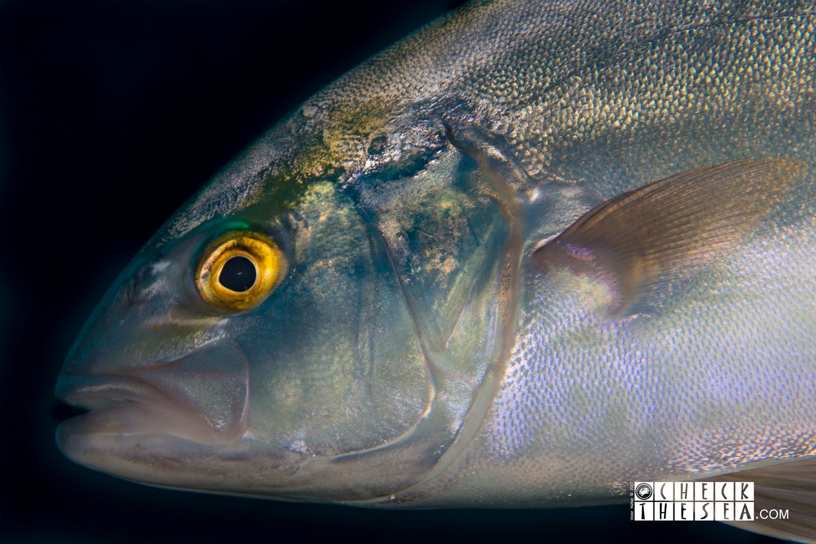 Check the Sea. Web de buceo y fotografía submarina de las Islas ...