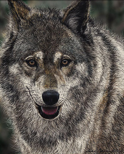 White Wolf : Judy Larson - Talented American Wildlife Artist