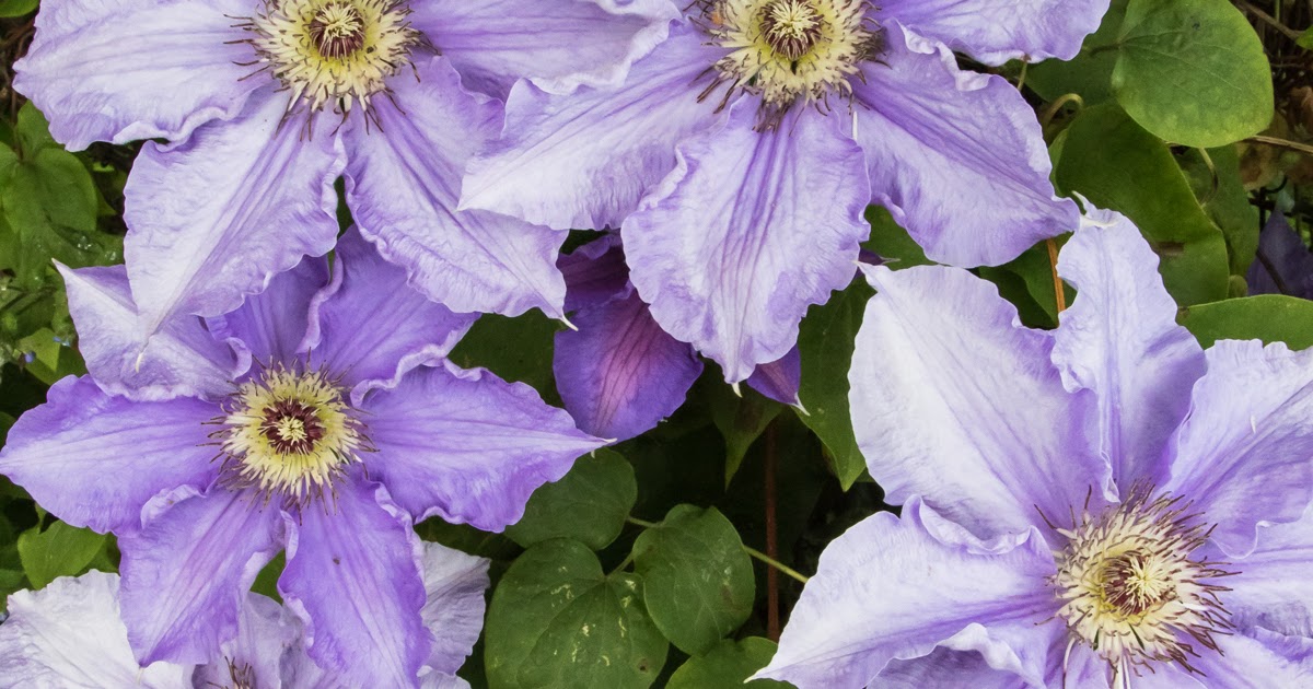 Our Japanese Garden: Clematis