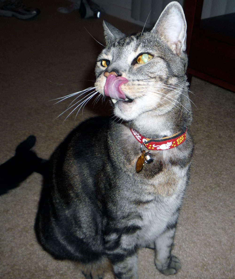 Your Daily Cute: Two Cats Tuesday: Pimp has Hyperthyroidism and We're ...