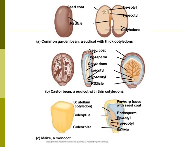 وردة = rose: أغسطس 2016
