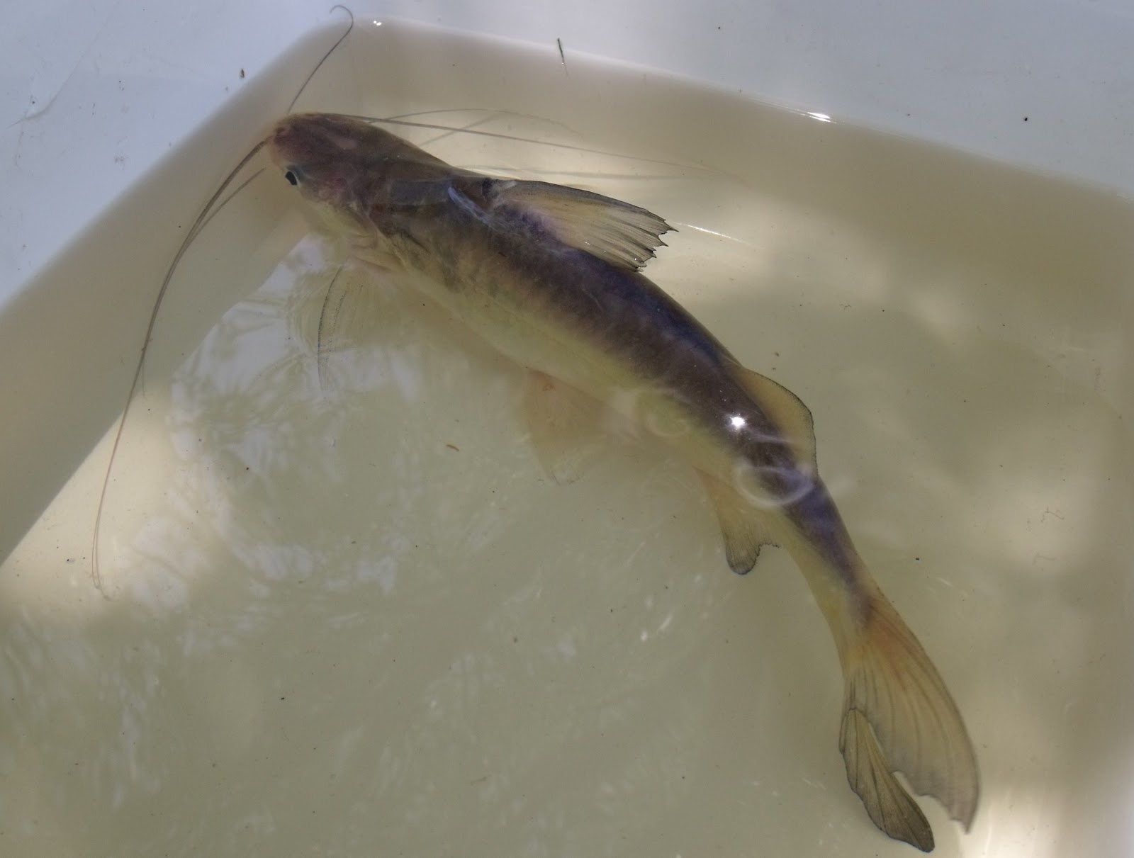 NATURALEZA Y CULTURA: El Porteño