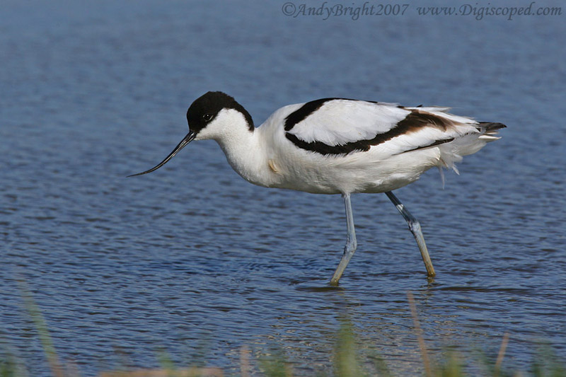 Avocet | Animal Wildlife