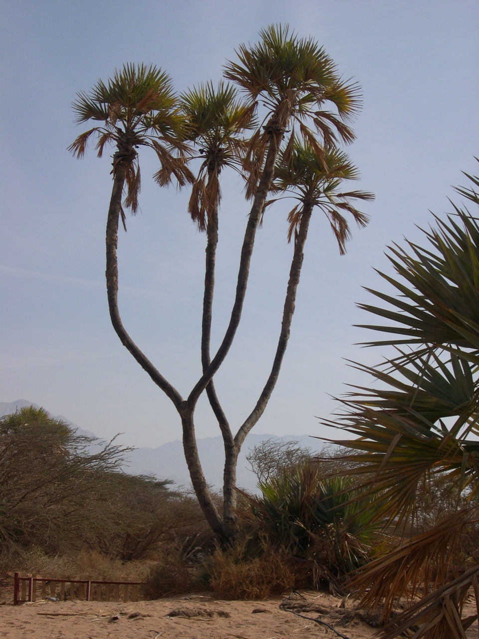 Eaton Rapids Joe: Hyphaene thebaica, an interesting tree for xeriscapes