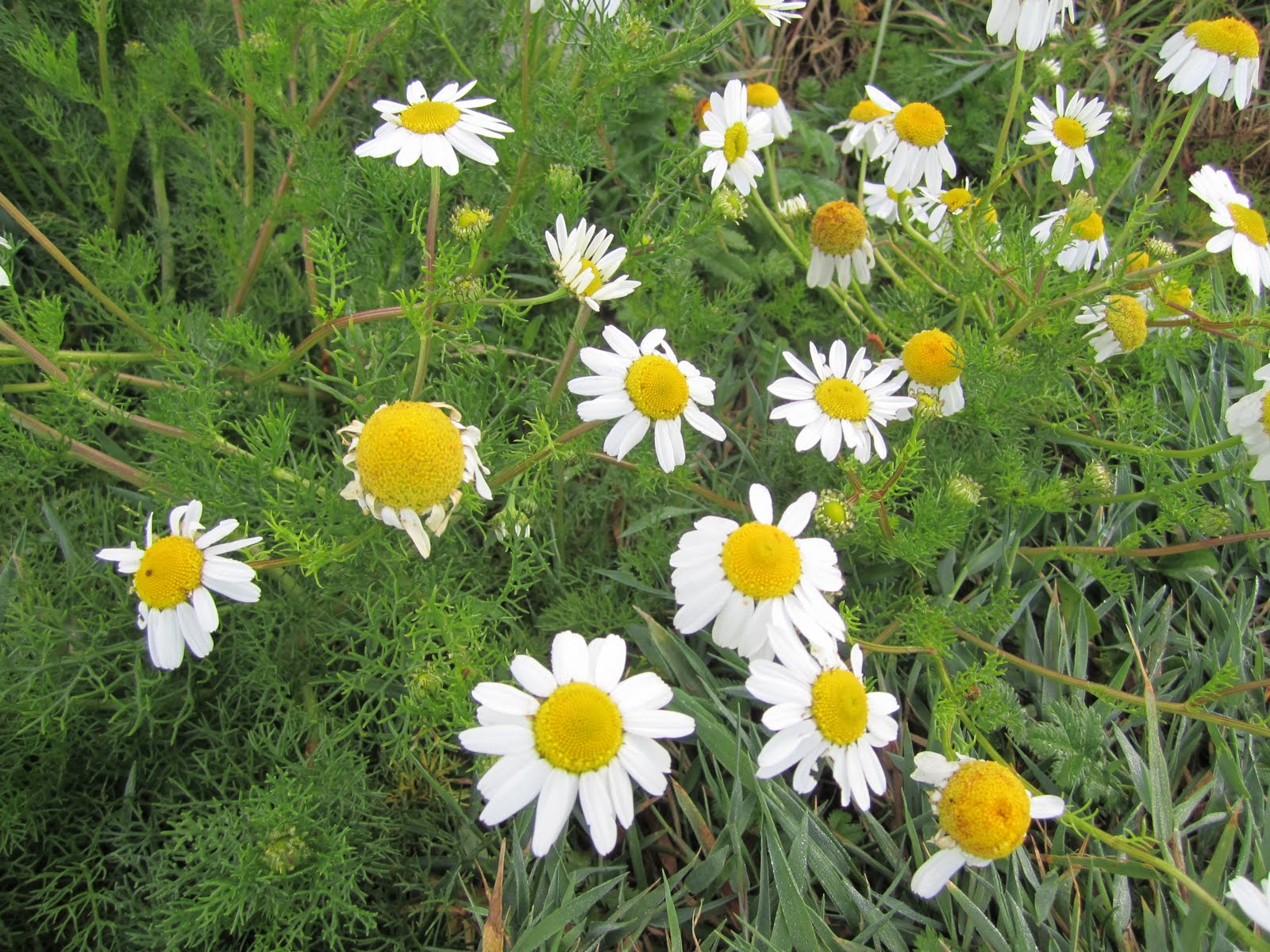 TravelMarx: The Wainwright Coast to Coast Walk – A Botanical View ...