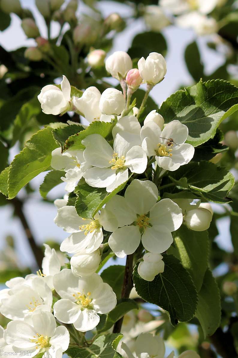 Mina foton ~~ My photos: Äppelblom ~~ Apple blossom