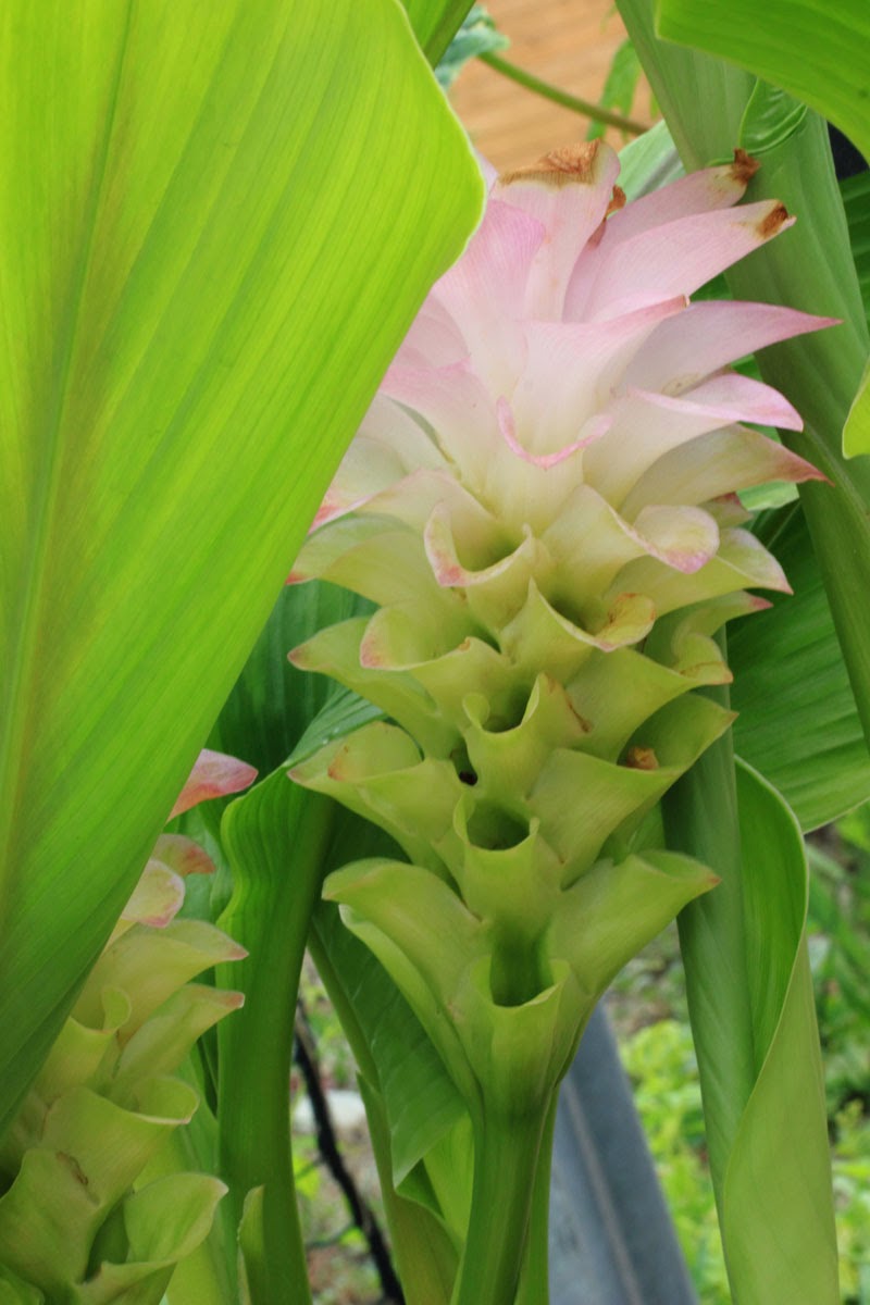 Ramuan Herbal: Temu Lawak (Curcuma xanthorrhiza Roxb.)