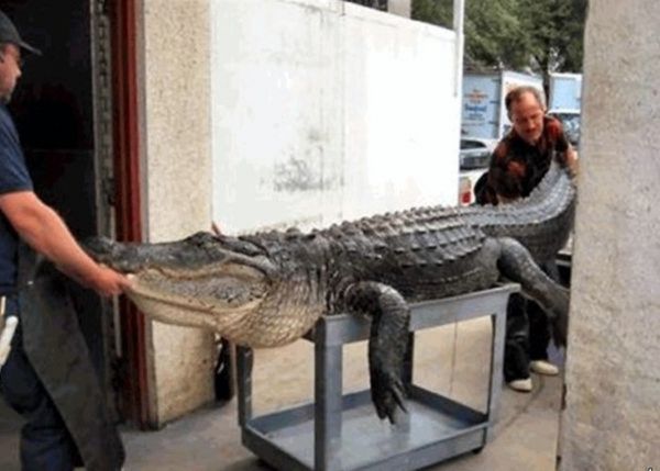 Cool & Krazzy: Monstrous Five Meters Long Crocodile