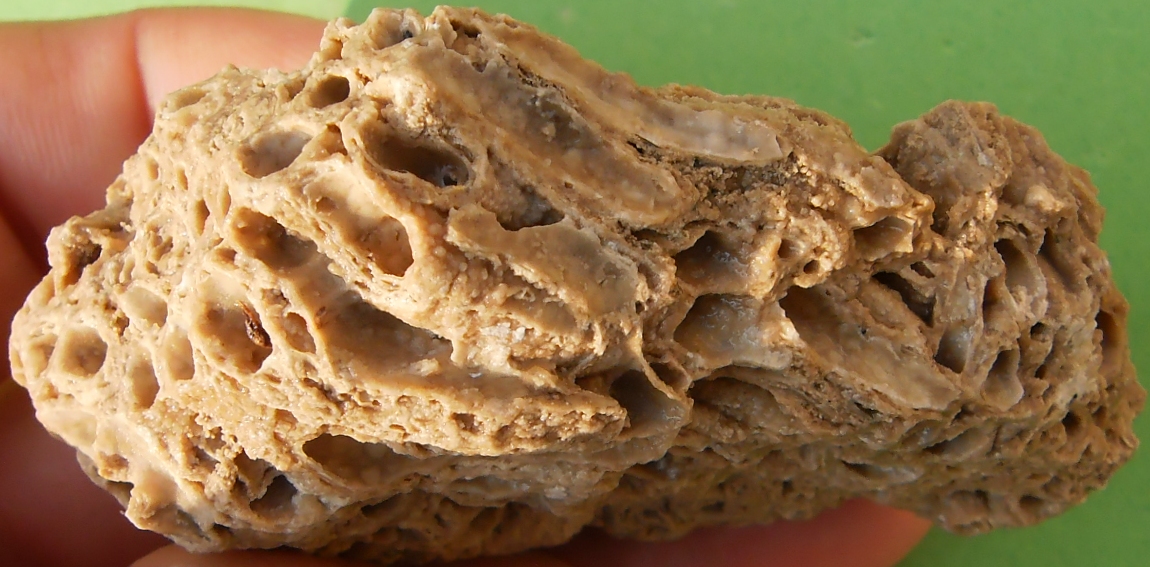 Fossil corals: Fossil corals: Syringopora